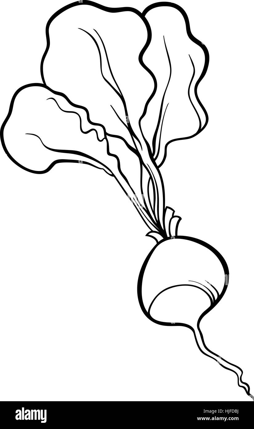 Black and White Cartoon Illustration of Radish Vegetable Food Object ...