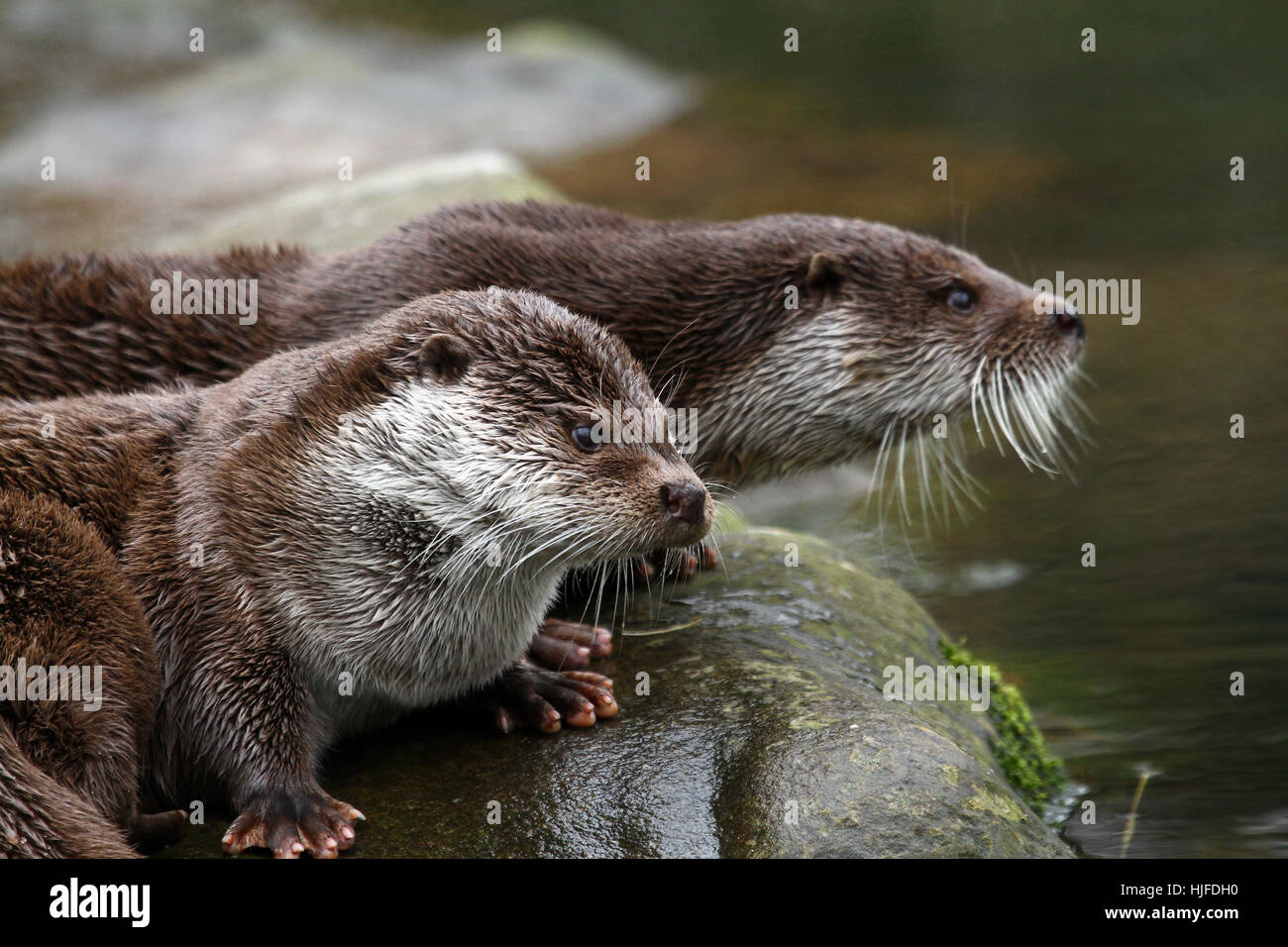 mammal, portrait, predator, marten, mammal, portrait, predator, marten ...