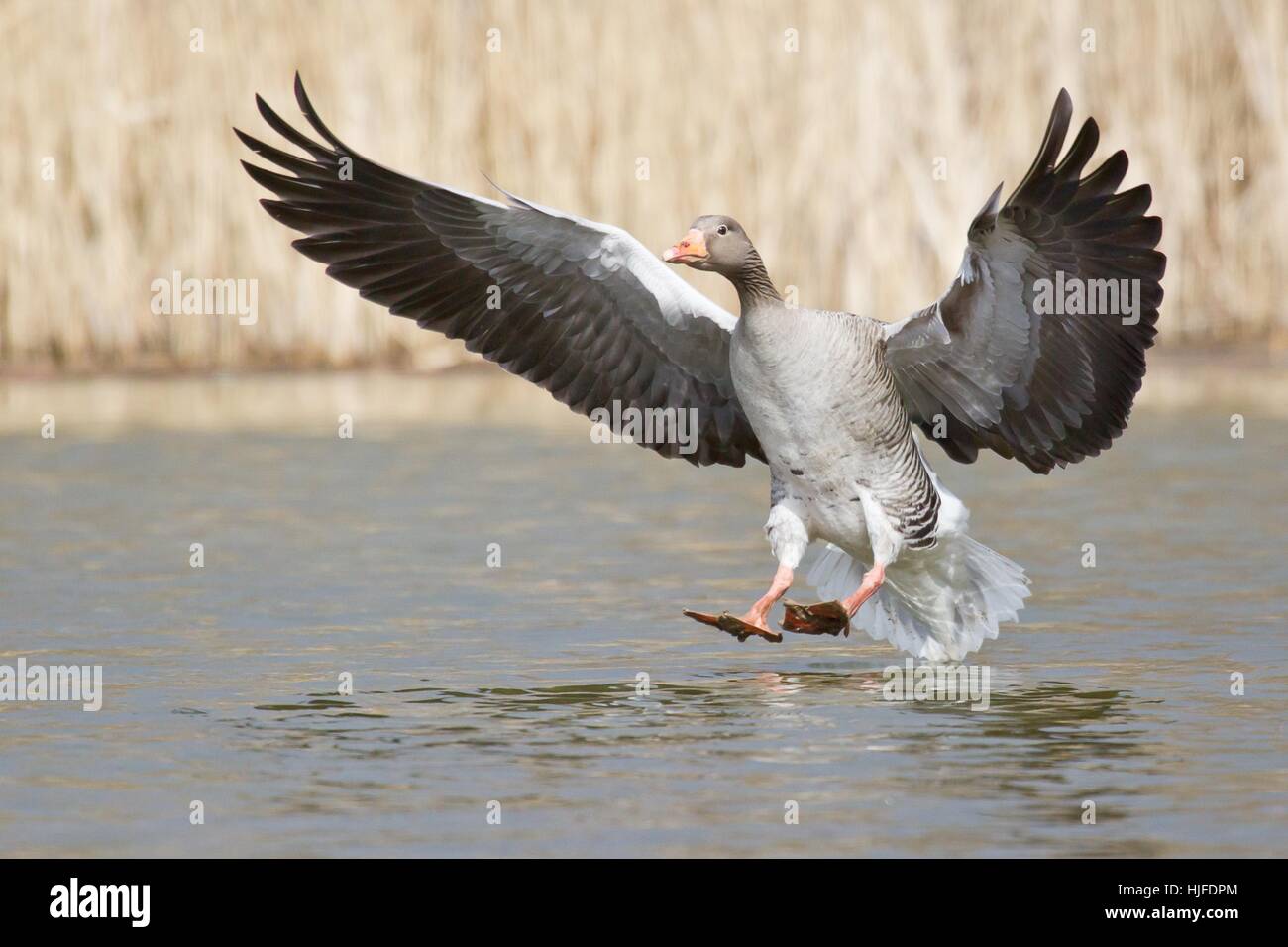 wing, spread, feathers, flutter, goose, wing, spread, feathers, landing ...