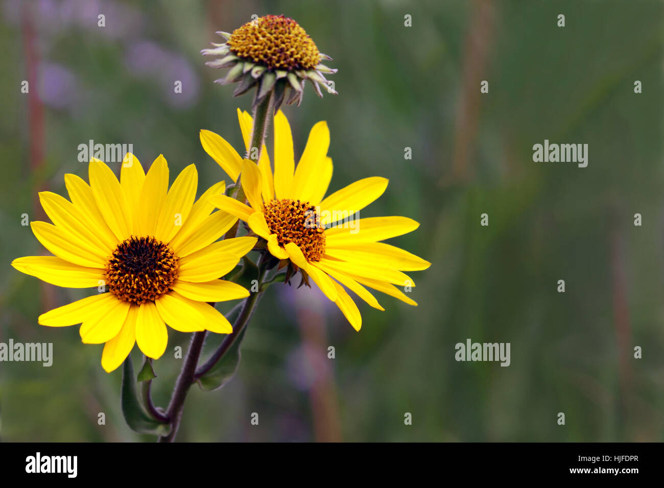 Helianthus Mollis High Resolution Stock Photography and Images - Alamy
