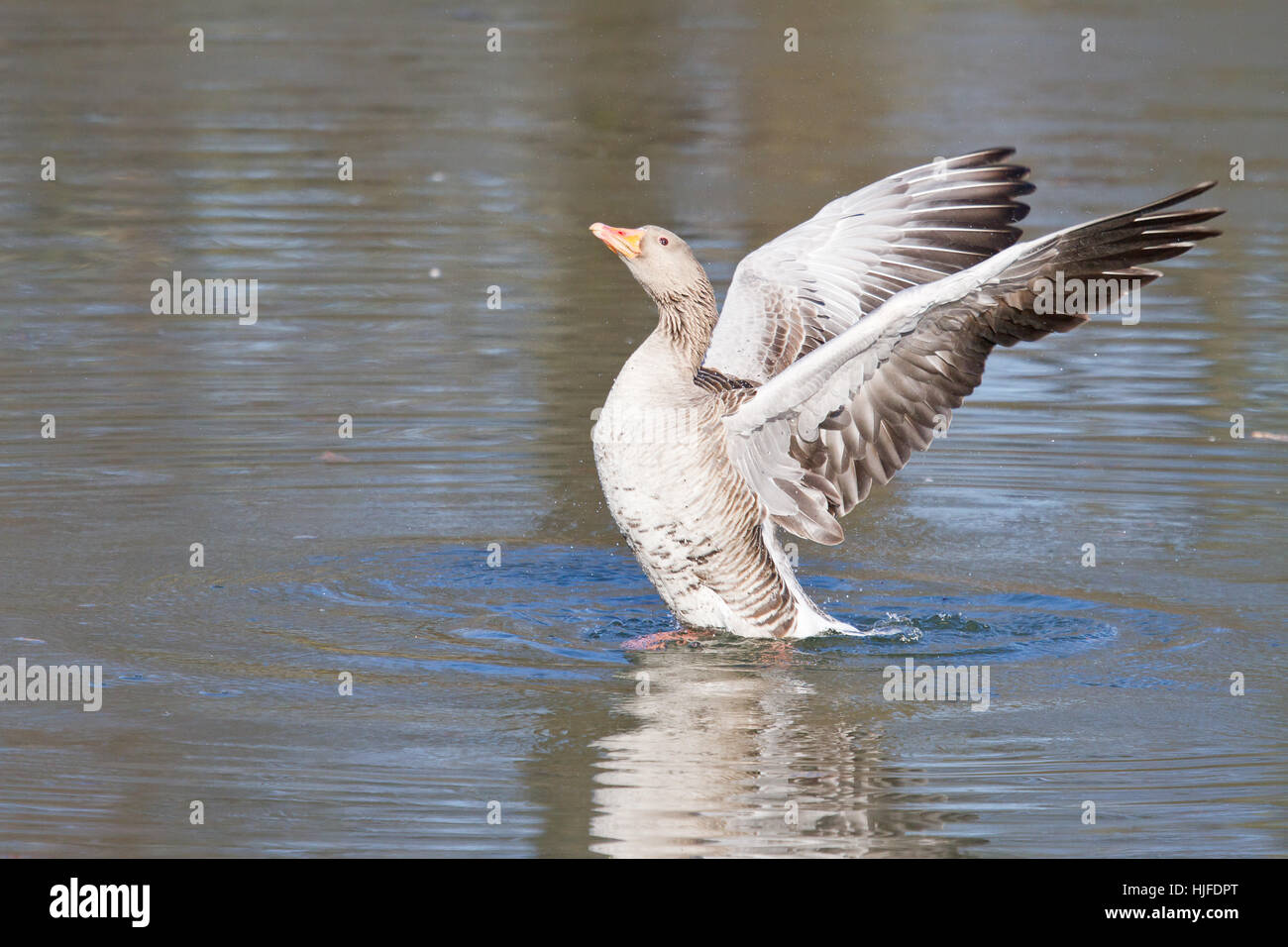 wing, spread, feathers, flutter, goose, wing, spread, feathers, geese ...