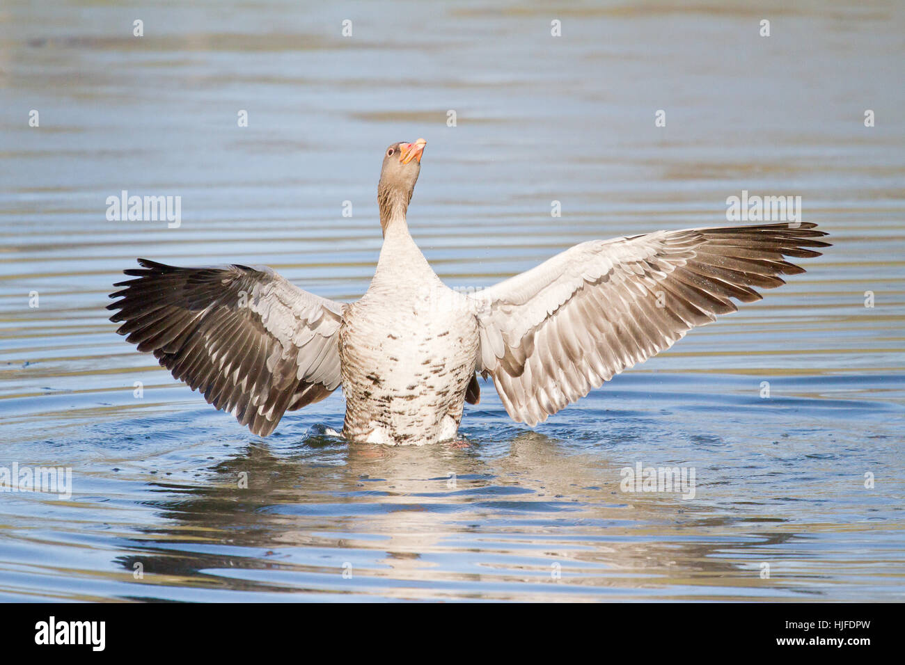 wing, spread, feathers, flutter, goose, wing, spread, feathers, geese ...