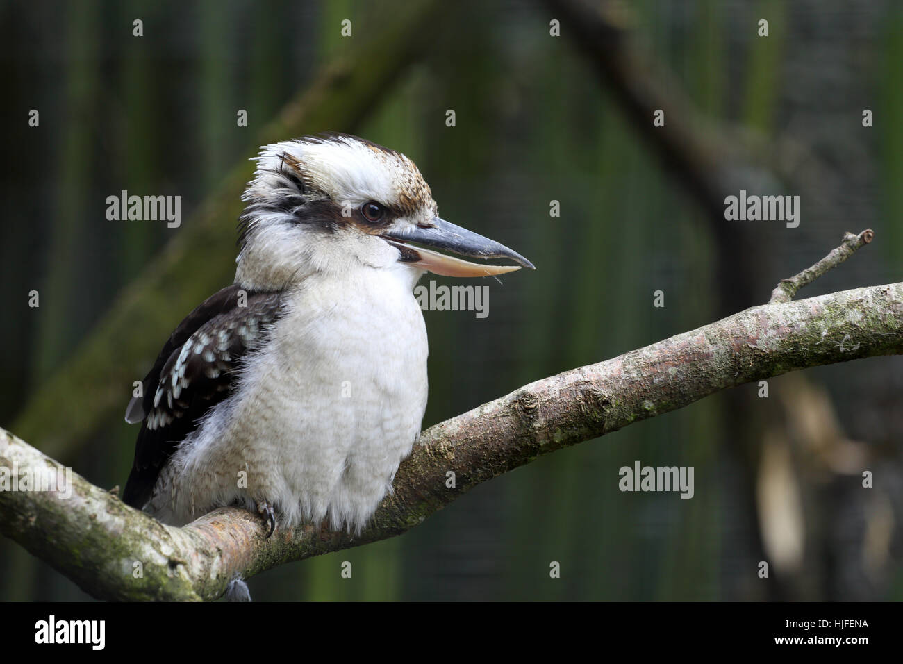 bird, australia, branch, beak, captivity, carnivorous, laughing ...