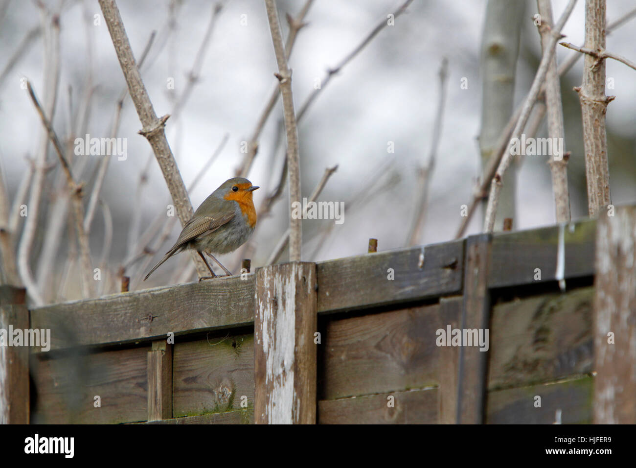 Robin on fencing hi-res stock photography and images - Alamy