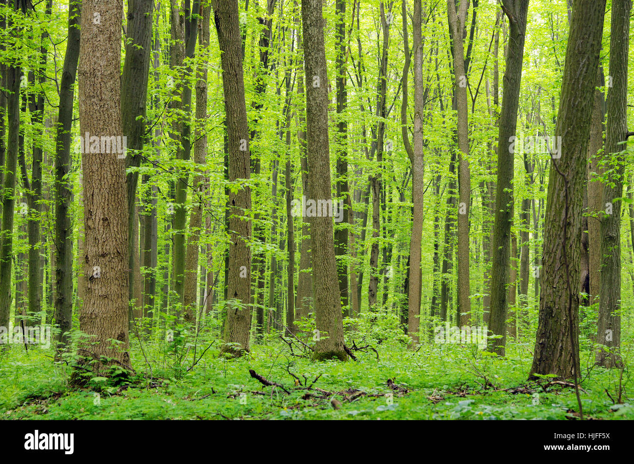 beautiful, beauteously, nice, tree, park, heaven, paradise, coloured ...