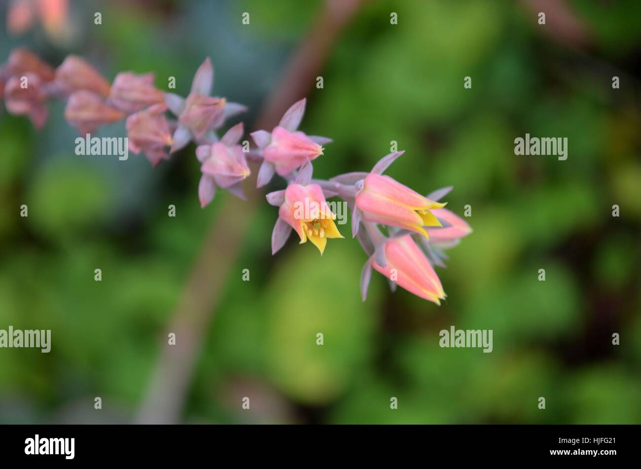 Echeveria succulent flowers orange pink and yellow Stock Photo - Alamy