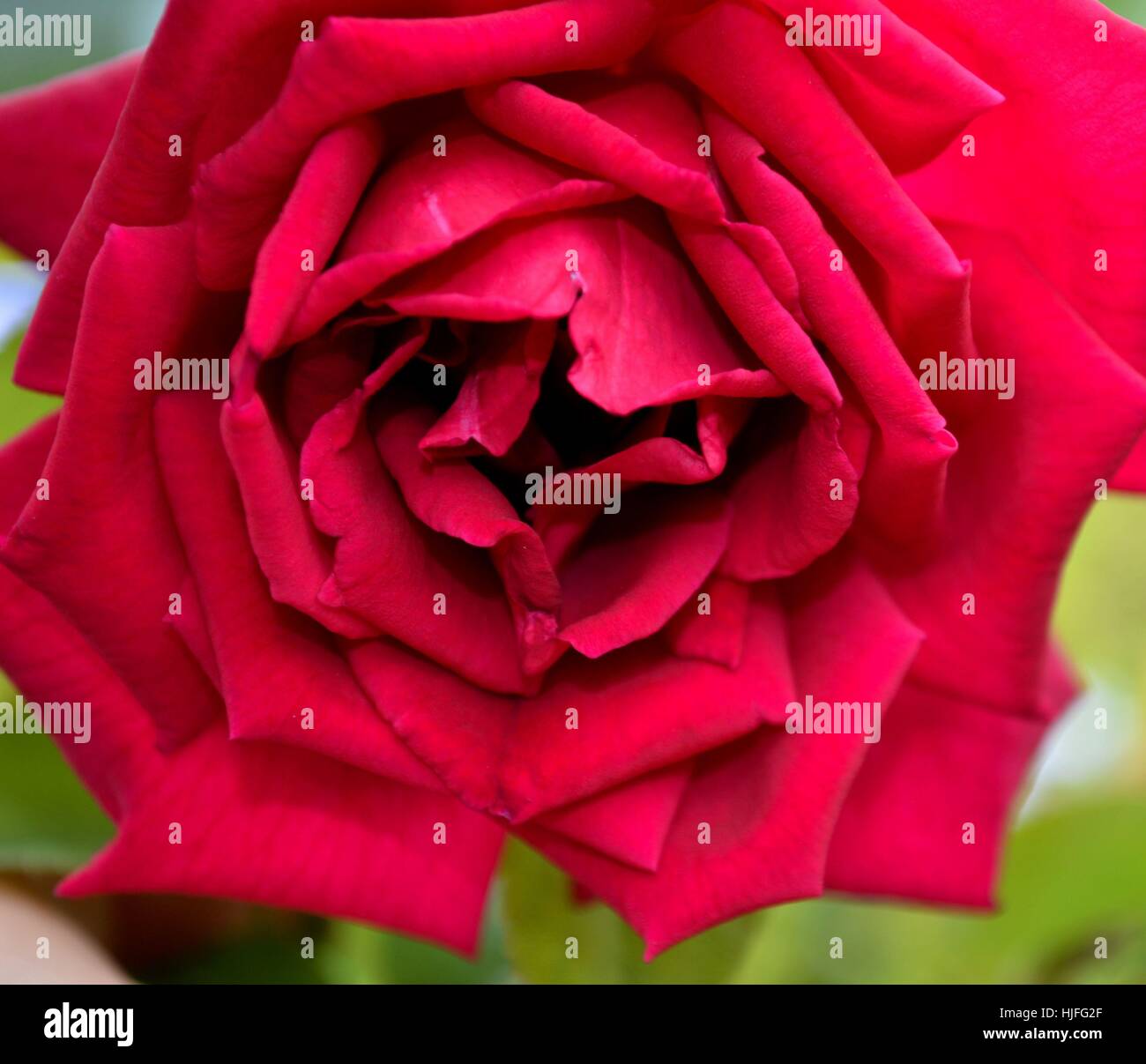 Deep red rose in full bloom Stock Photo - Alamy