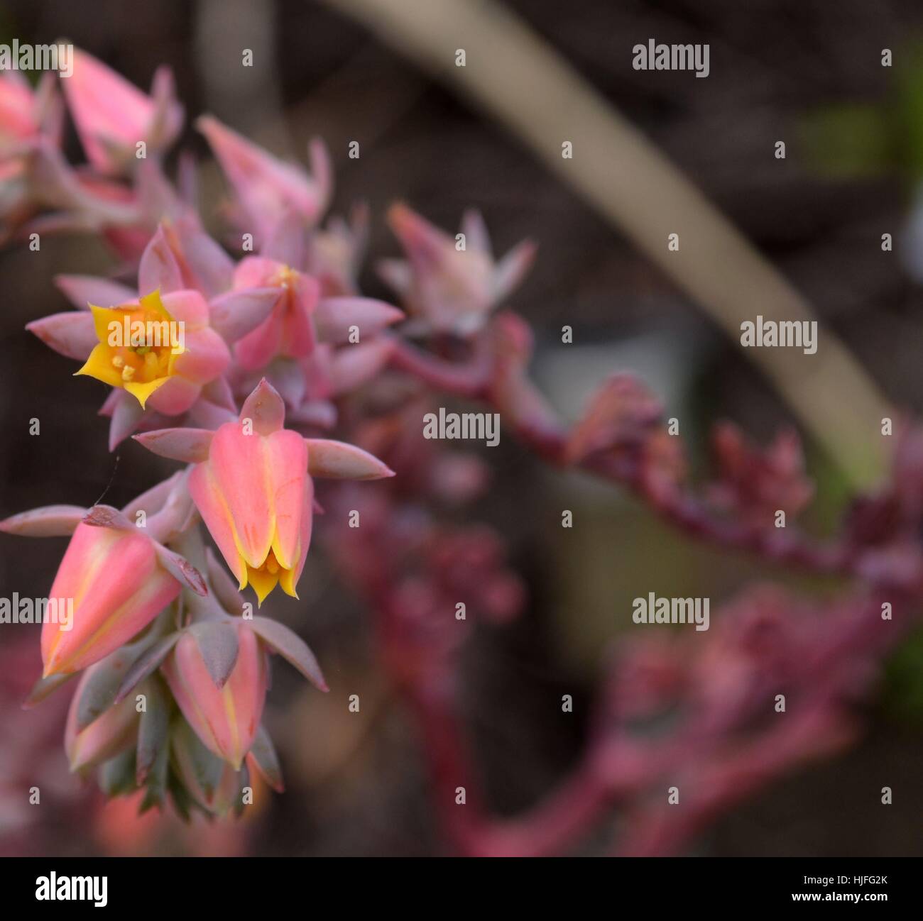 Echeveria succulent flowers orange pink and yellow Stock Photo - Alamy Echeveria succulent flowers orange pink and yellow Stock Photo - Alamy