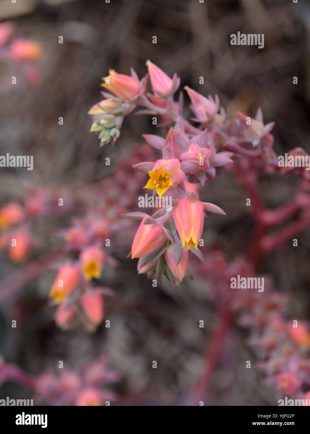 Australian oranges hi-res stock photography and images - Alamy