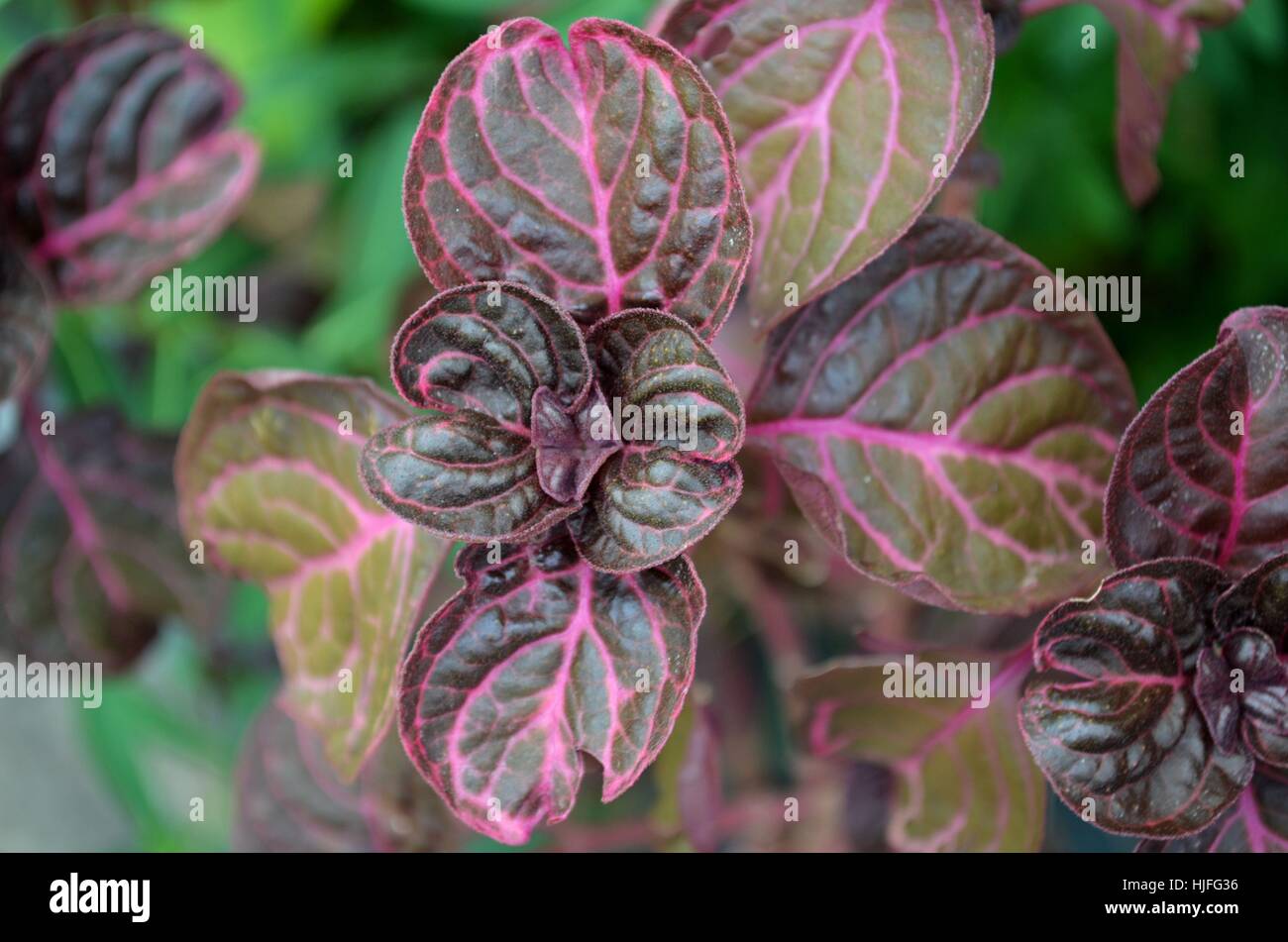 Iresine Diffusa purple pink and green leaves Stock Photo - Alamy