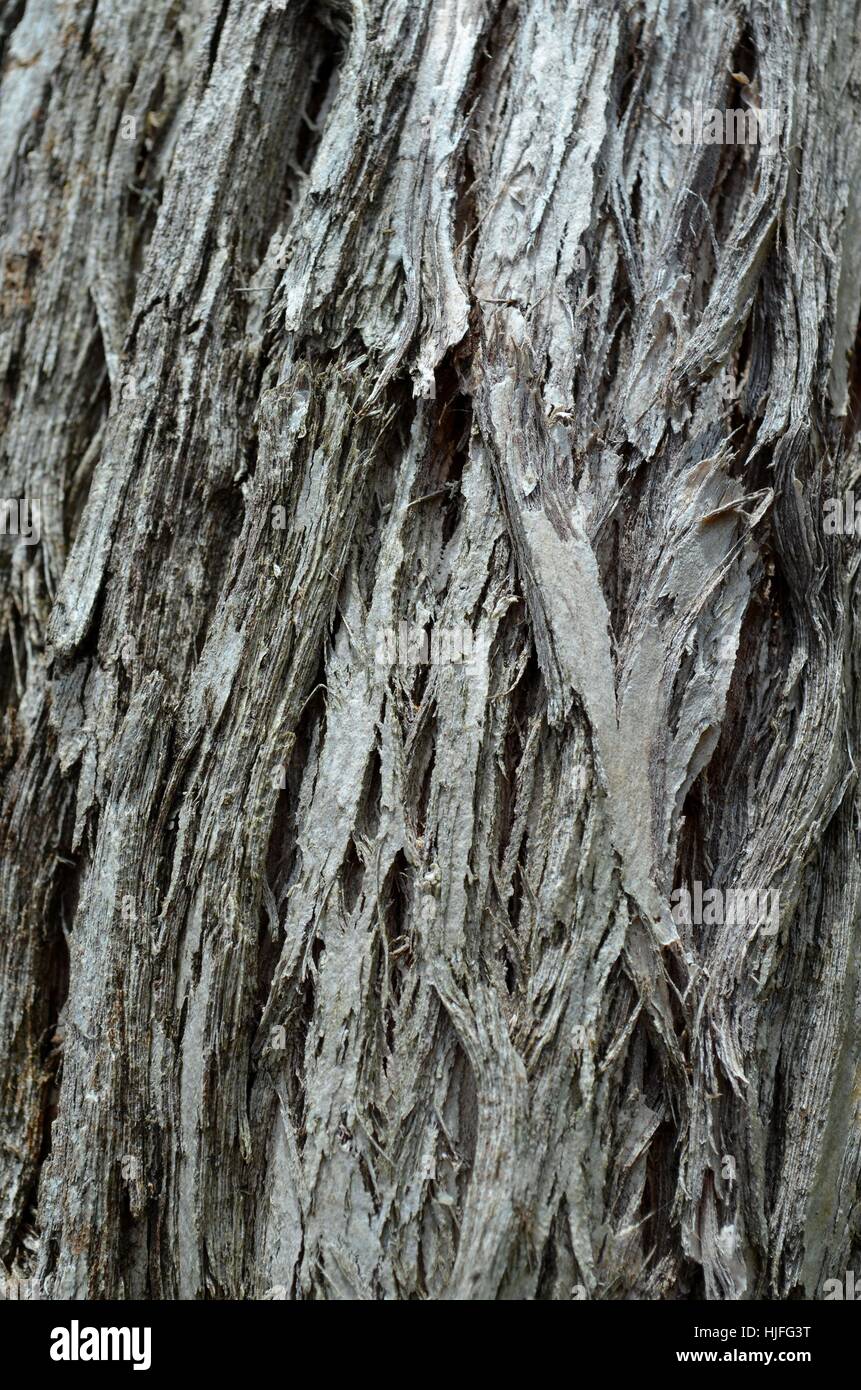 Wattle tree trunk with bark detail Stock Photo - Alamy