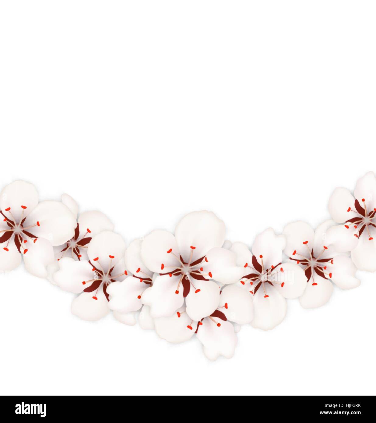 Frame with Cherry Flowers Blossom, Floral Banner Stock Vector Image ...