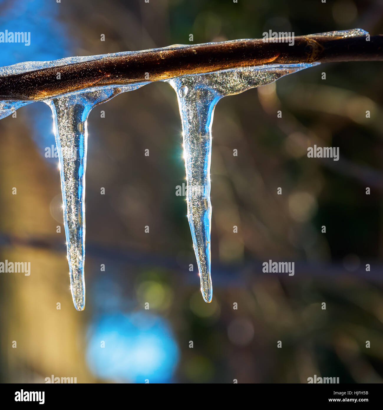 picture of icicles hanging down from a branch Stock Photo - Alamy