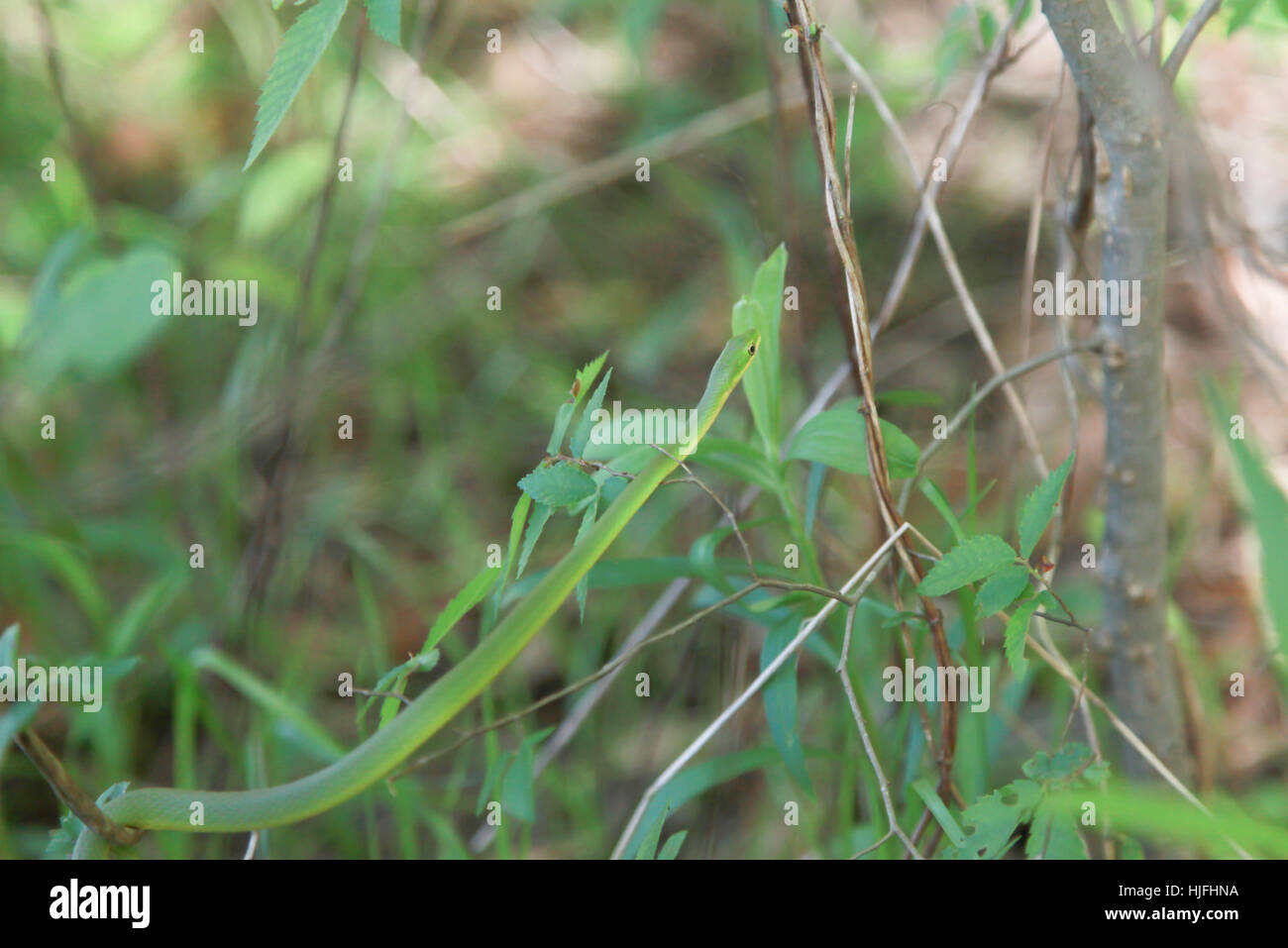 Rough green snake (Opheodrys aestivus) slithering through the grass ...