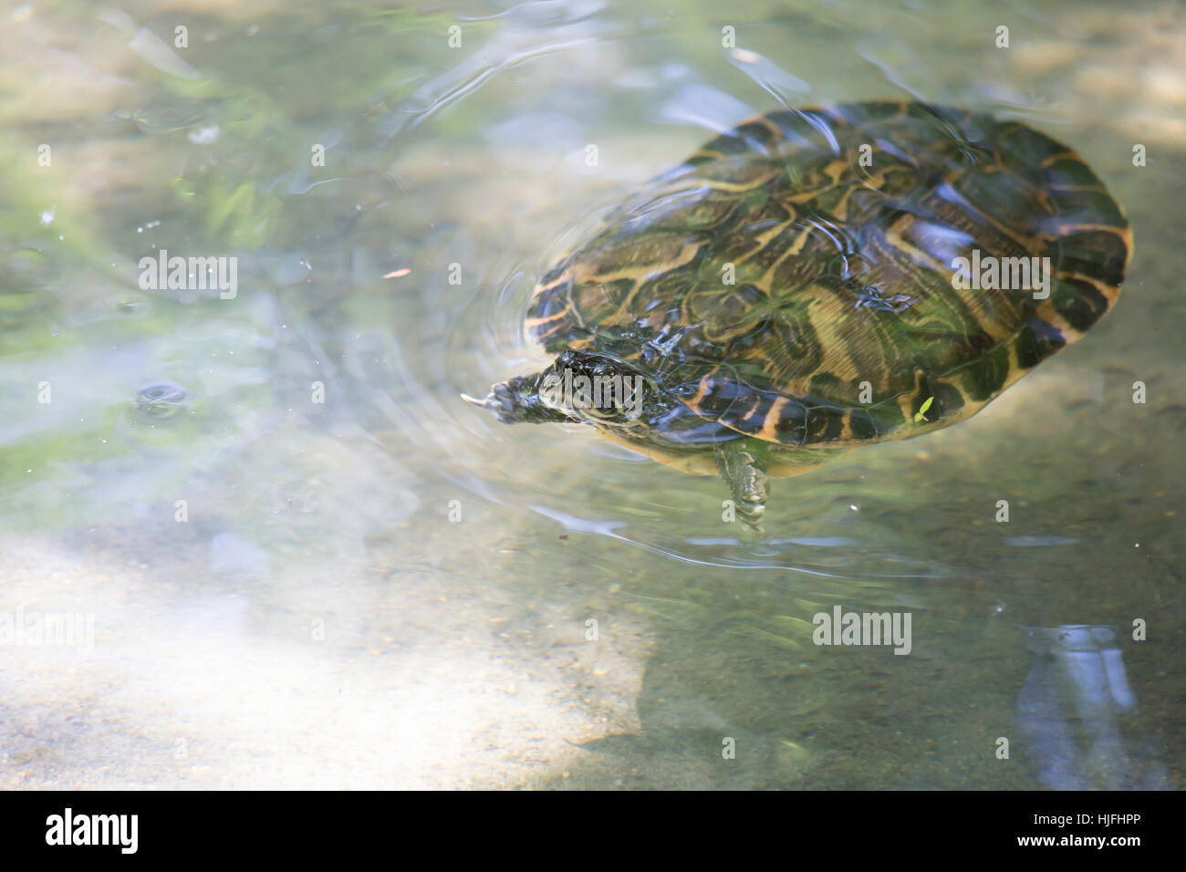 River cooter in water hi-res stock photography and images - Alamy