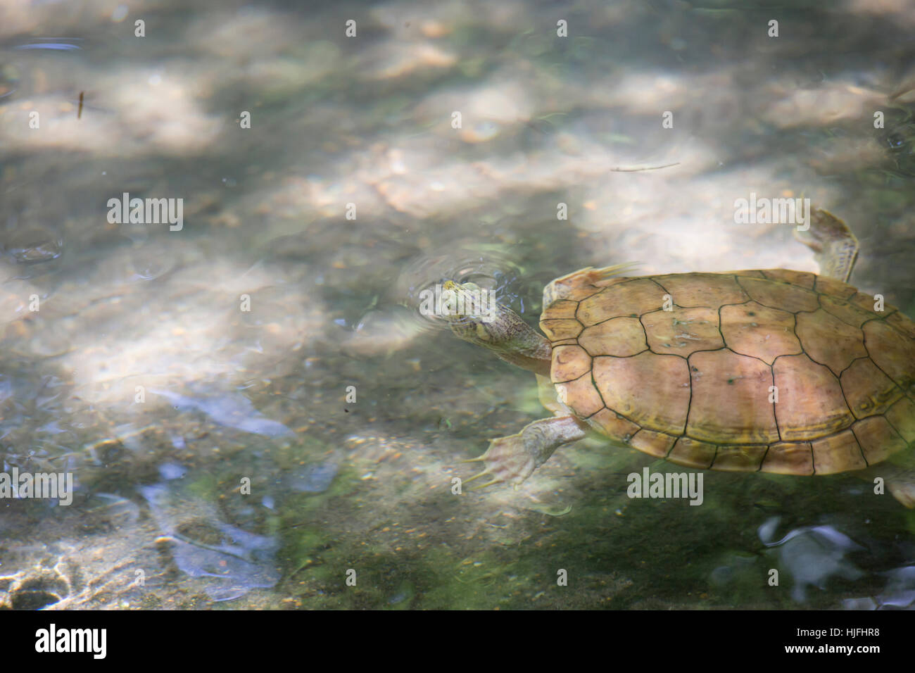 River cooter in water hi-res stock photography and images - Alamy