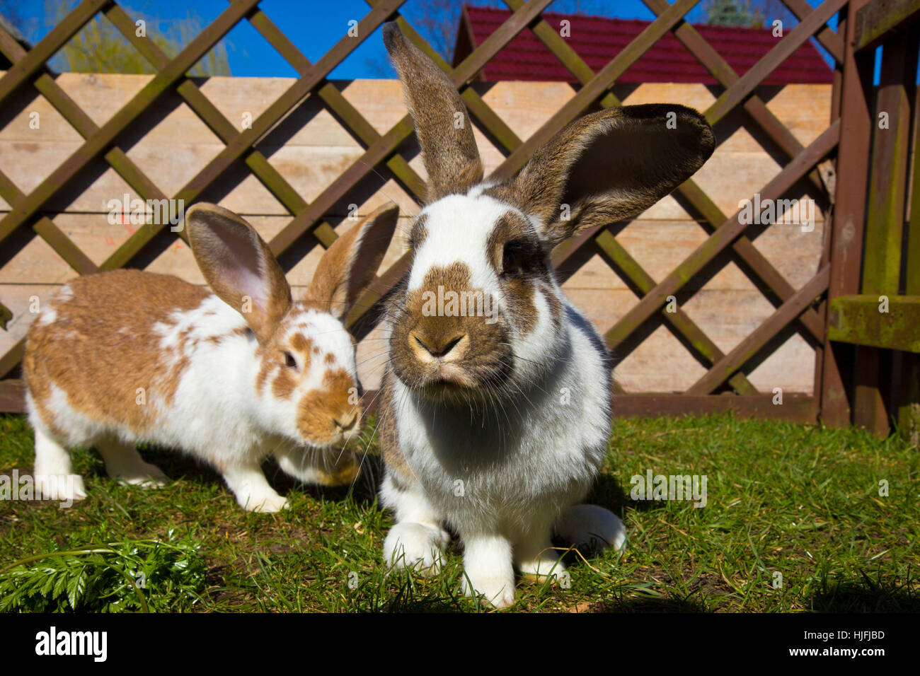 skin, cuddle, easter, rabbit, hare, easter-bunny, rabbits, bunny ...