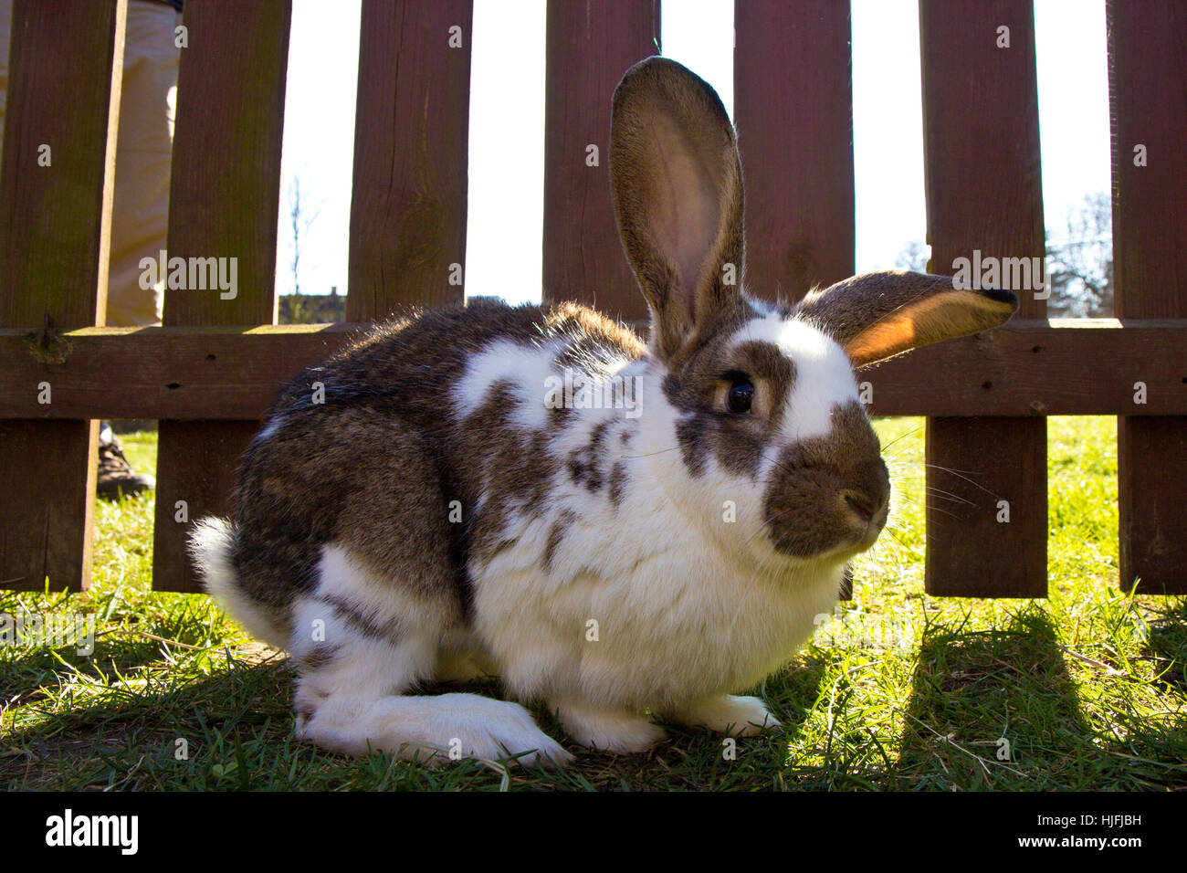 skin, cuddle, easter, rabbit, hare, easter-bunny, rabbits, bunny ...