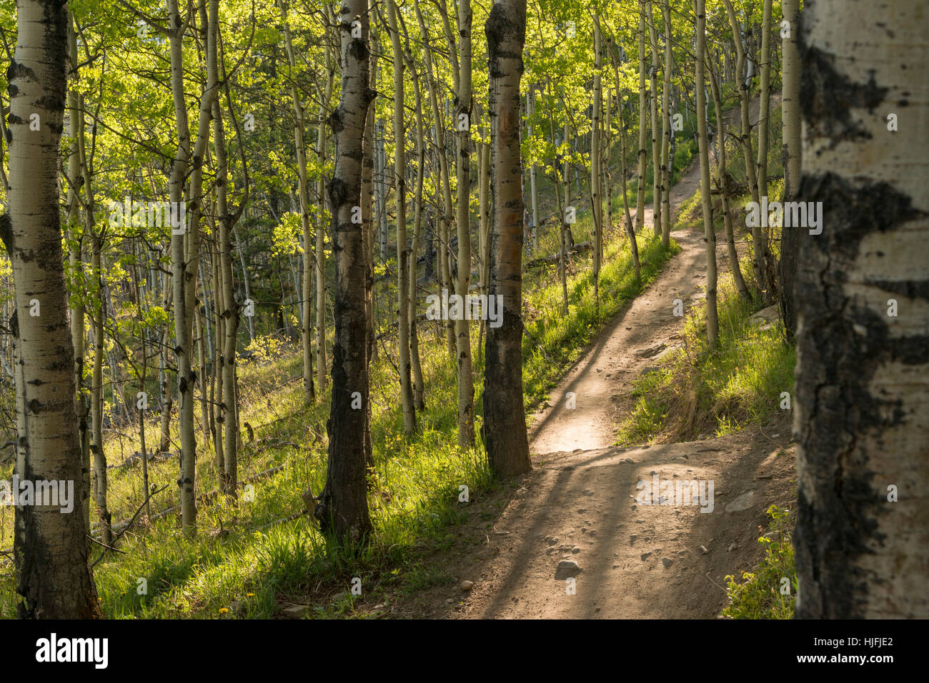Foot path hi-res stock photography and images - Alamy