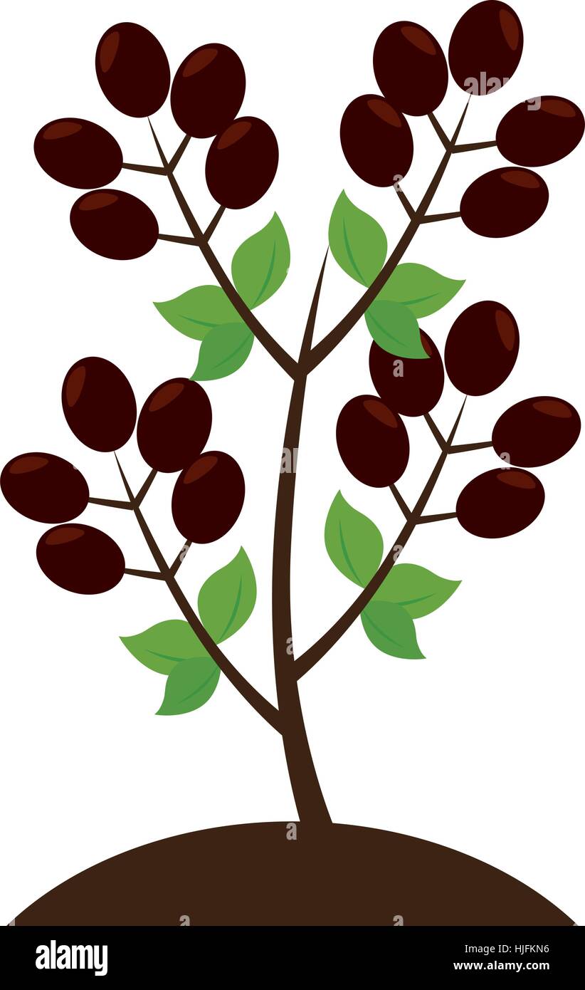 coffee plant organic product vector illustration design Stock Vector ...