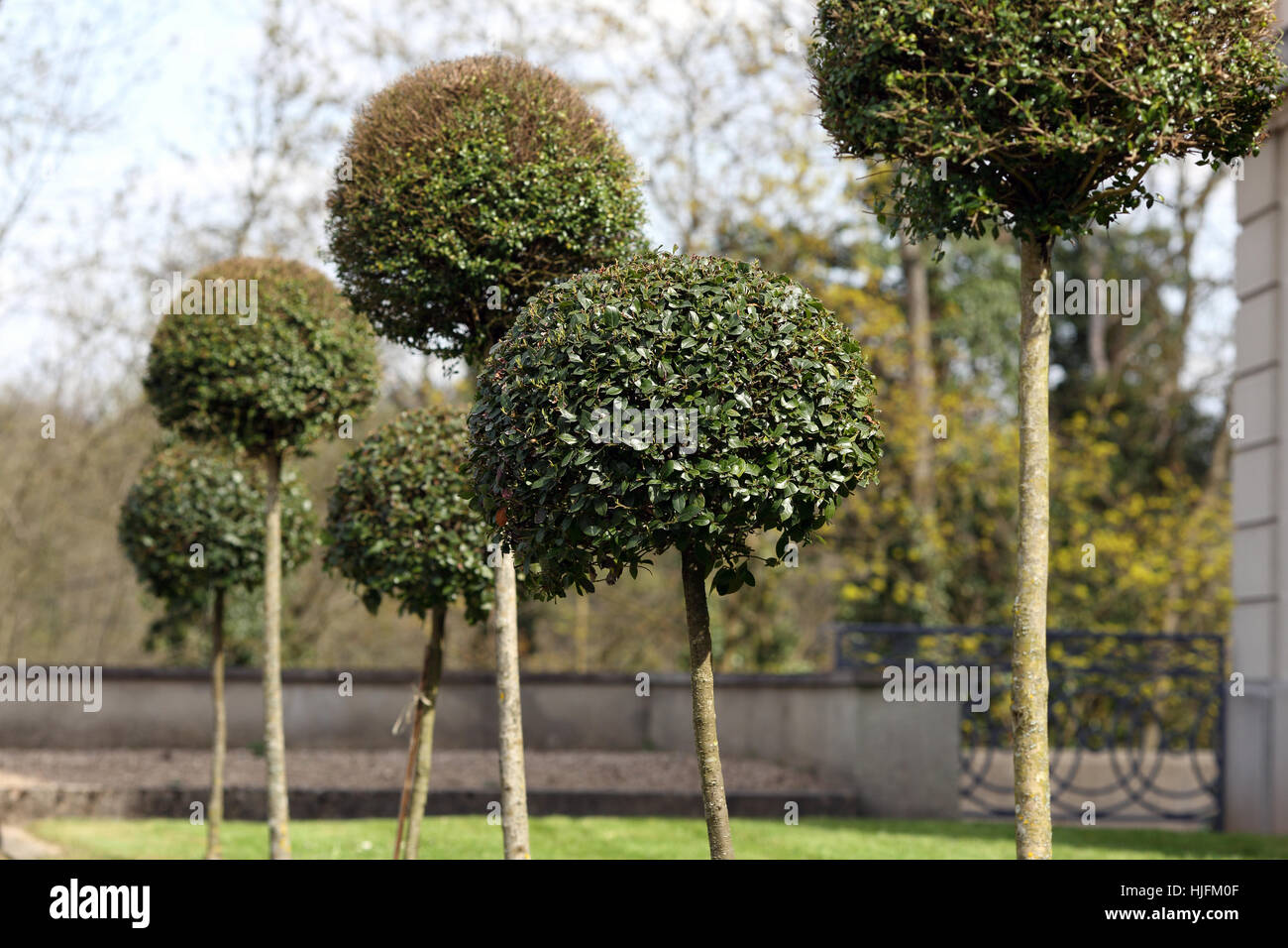 tree, garden, botany, branch, bush, box hedge, boxwood, buxus ball ...