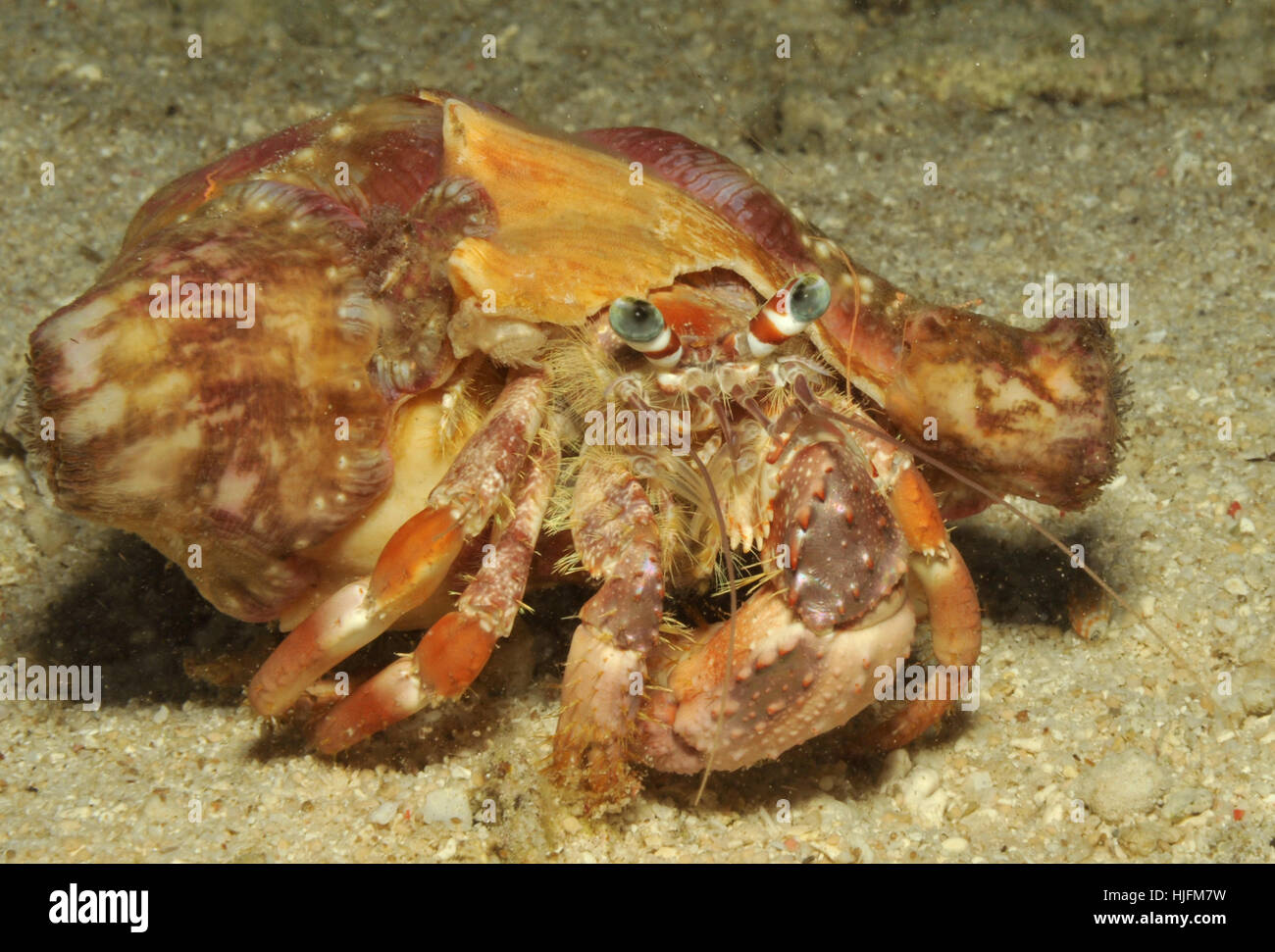 eyes, snail shell, cancer, anemone, hermit crab, asia, indonesia, eyes ...
