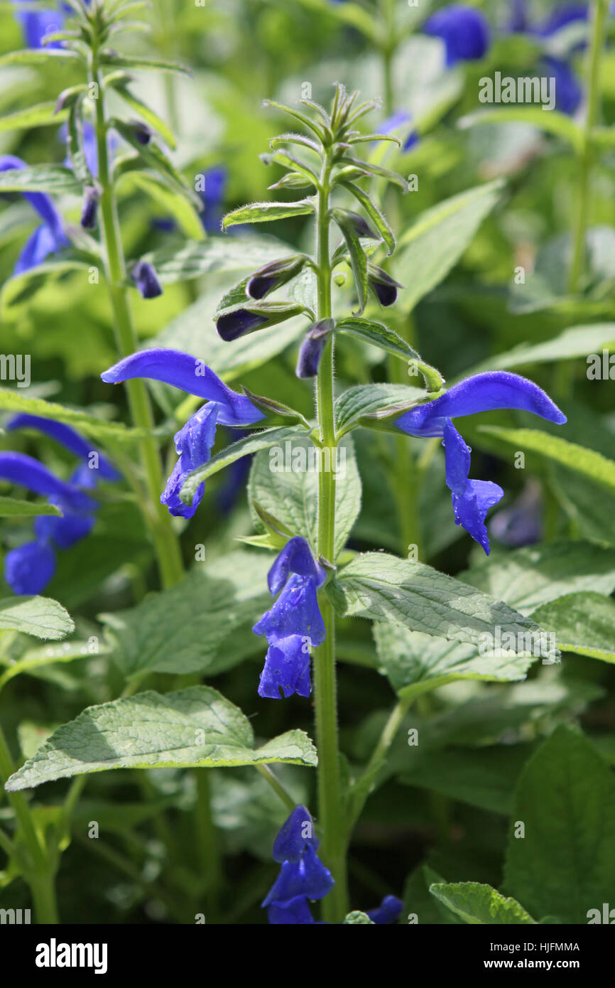 sage, medicinal plant, plant, blue, macro, close-up, macro admission ...