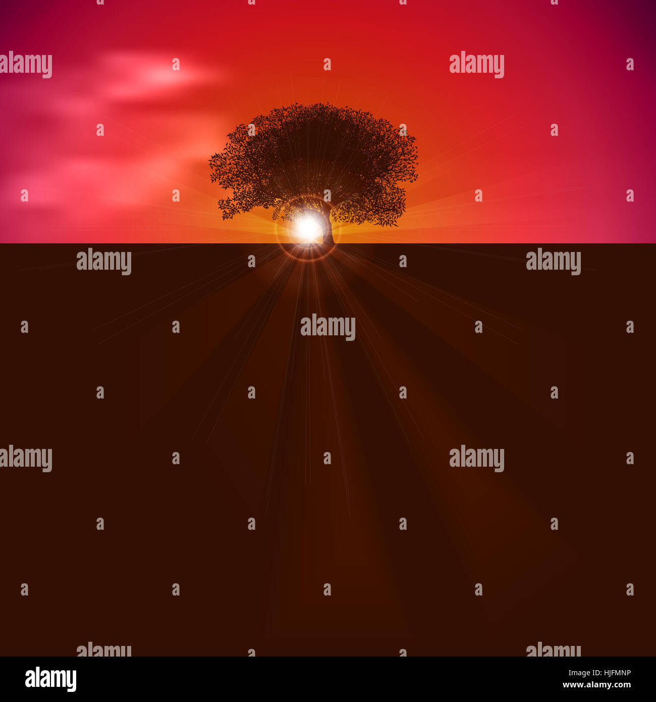 tree, sunset, cloud, sunrise, landscape, scenery, countryside, nature ...