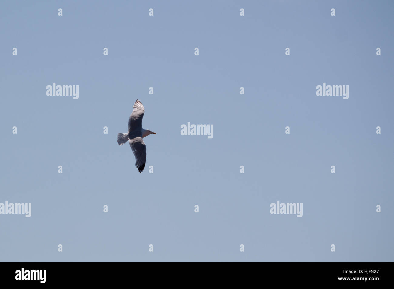 bird, birds, wing, float, firmament, sky, levitation, fly, flies, flys ...