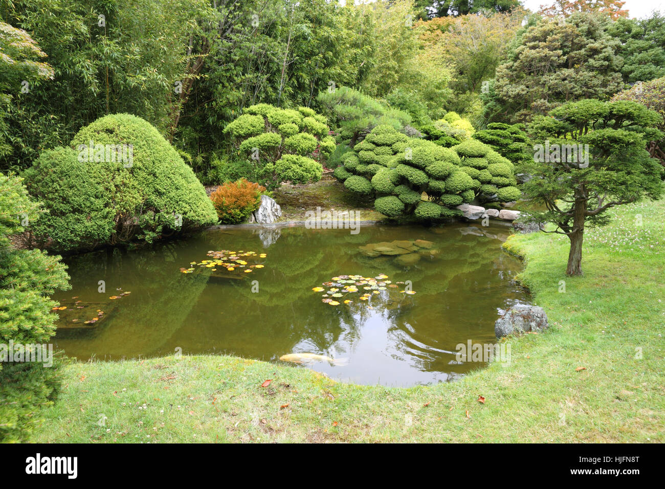 tree, park, garden, japanese, landscape, scenery, countryside, nature ...
