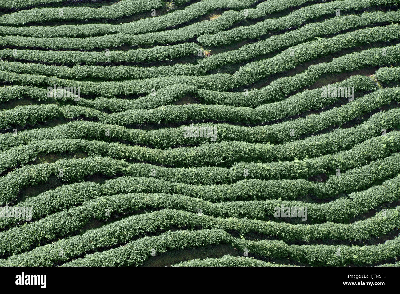tea, tree, agriculture, farming, farm, plant, nature, tea, beautiful ...
