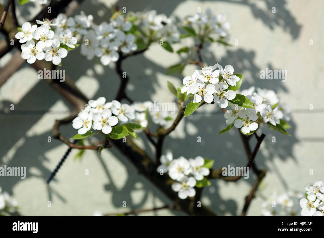 tree, garden, flower, plant, wall, spring, branch, blooming, bloom ...