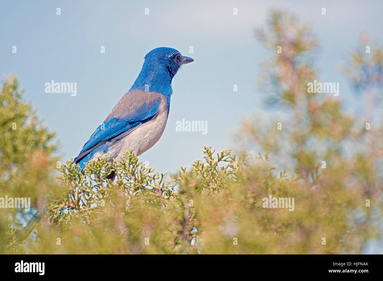 western scrub jay Stock Photo - Alamy