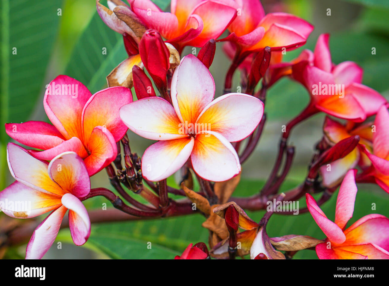 Thai frangipani tree hi-res stock photography and images - Alamy