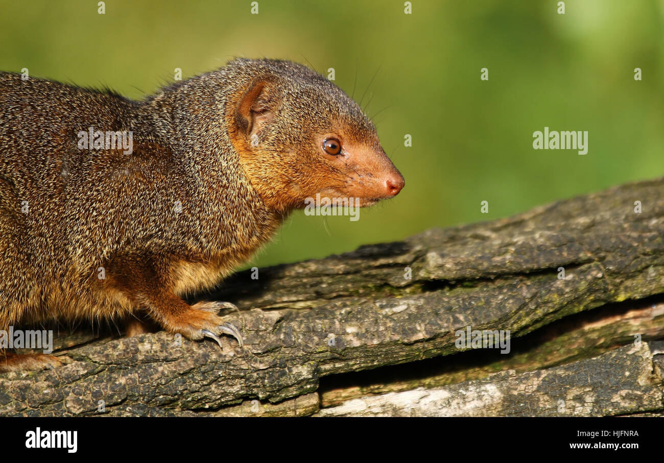 mammal, curiosity, africa, portrait, predator, periled, mammal ...