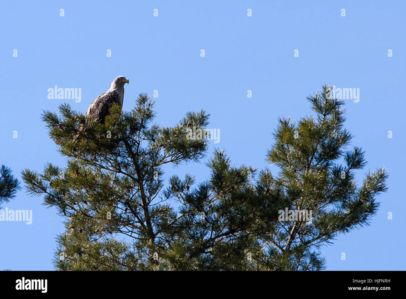 tree, raptor, birds of prey, eagle, put, sitting, sit, blue, tree, bird ...