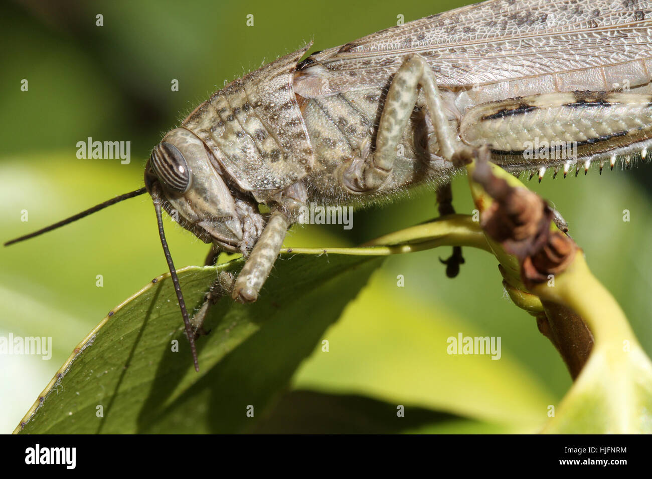 Mating locusts hi-res stock photography and images - Alamy