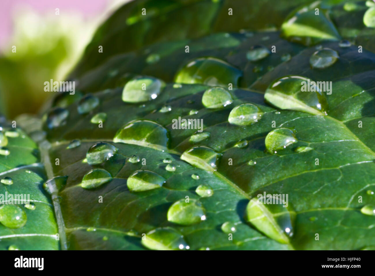 leaf, environment, enviroment, spring, drop, dew, water, nature, drip ...