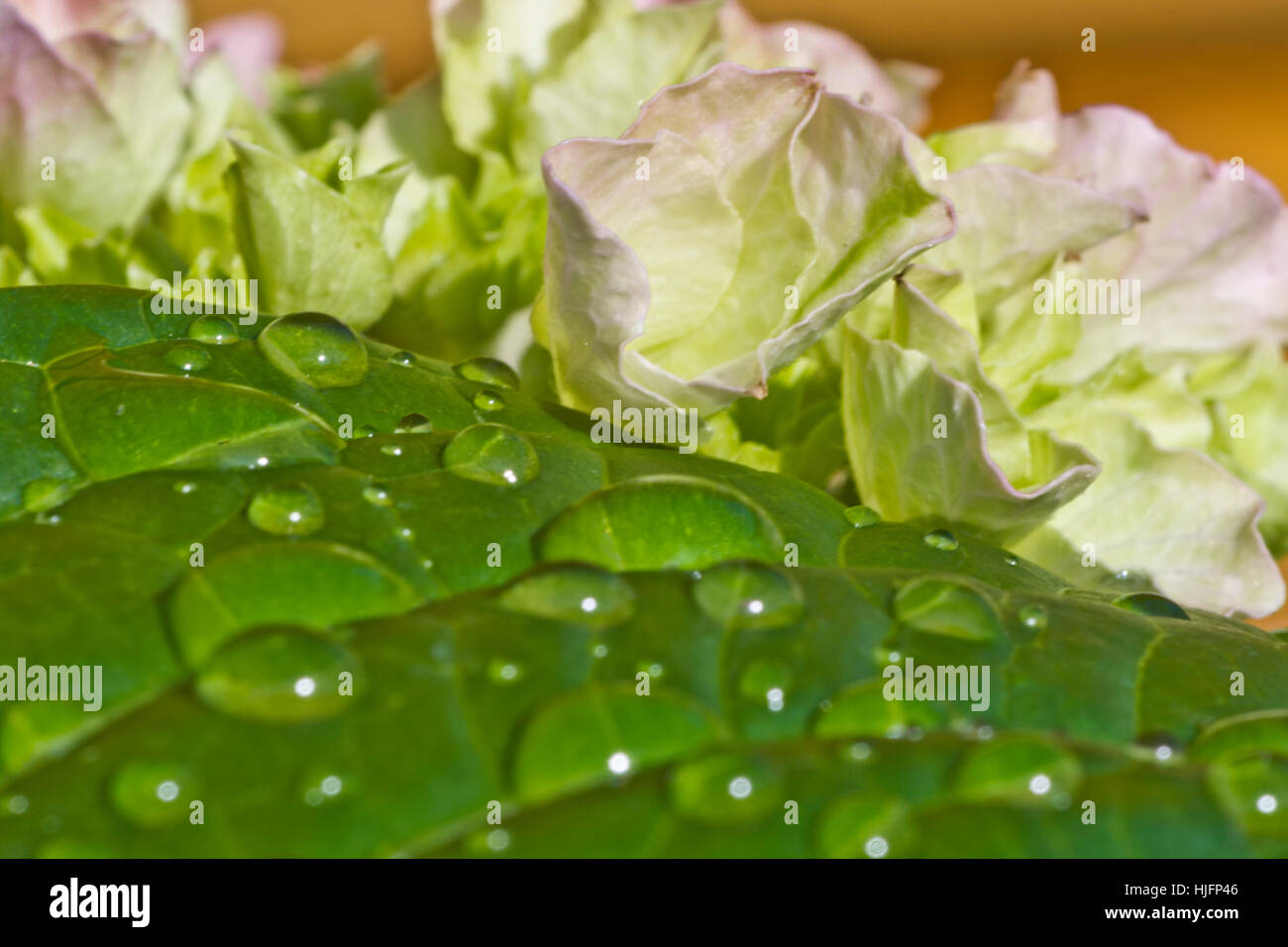 leaf, environment, enviroment, spring, drop, dew, water, nature, drip ...