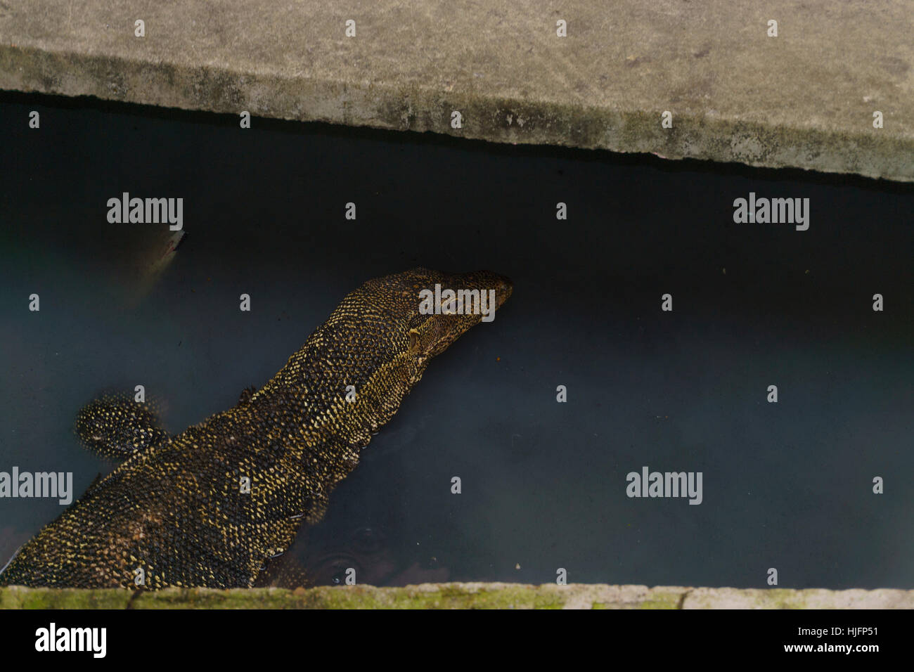 Large asian water monitor hi-res stock photography and images - Alamy