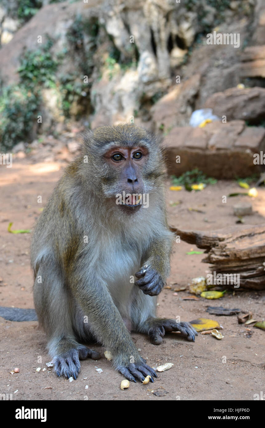 travel, animal, asia, portrait, monkey, jungle, thailand, exotic ...