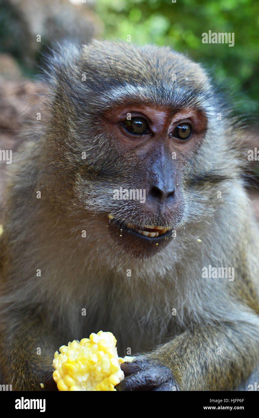 Monkey eat corn hi-res stock photography and images - Alamy