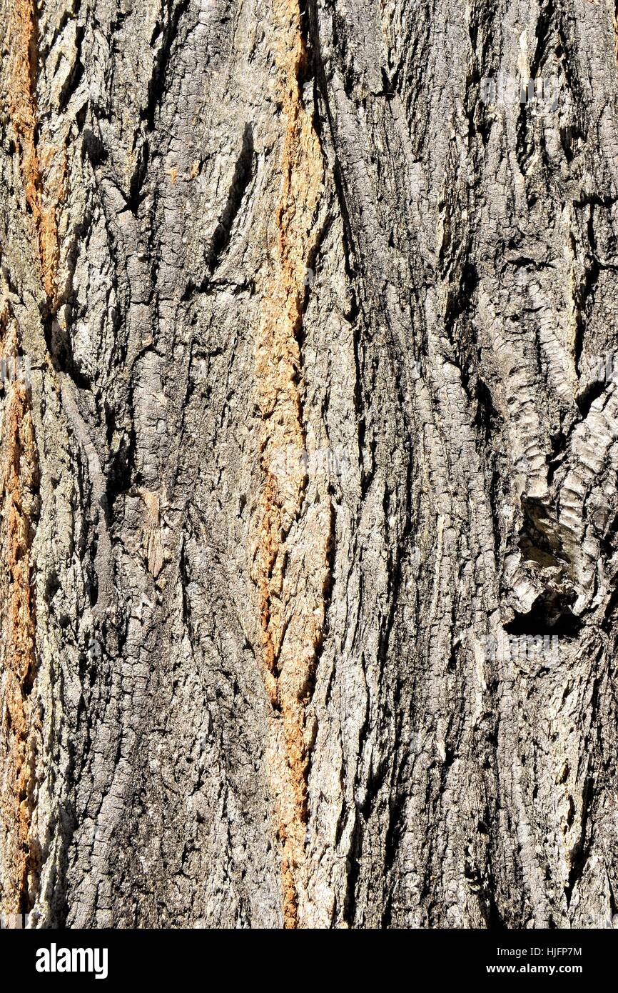 tree, wood, trunk, bark, structure, detail, tree, park, wood, trunk ...