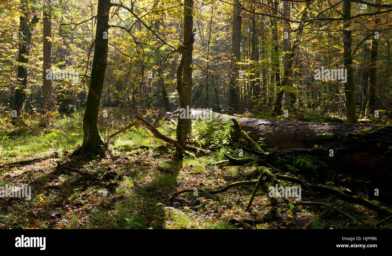 Decline and fall of europe hi-res stock photography and images - Alamy