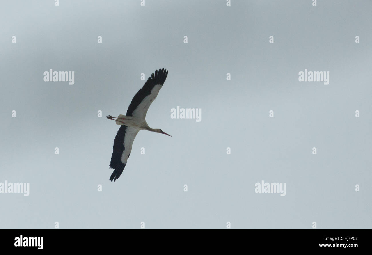 spring, bouncing, bounces, hop, skipping, frisks, jumping, jump, stork ...