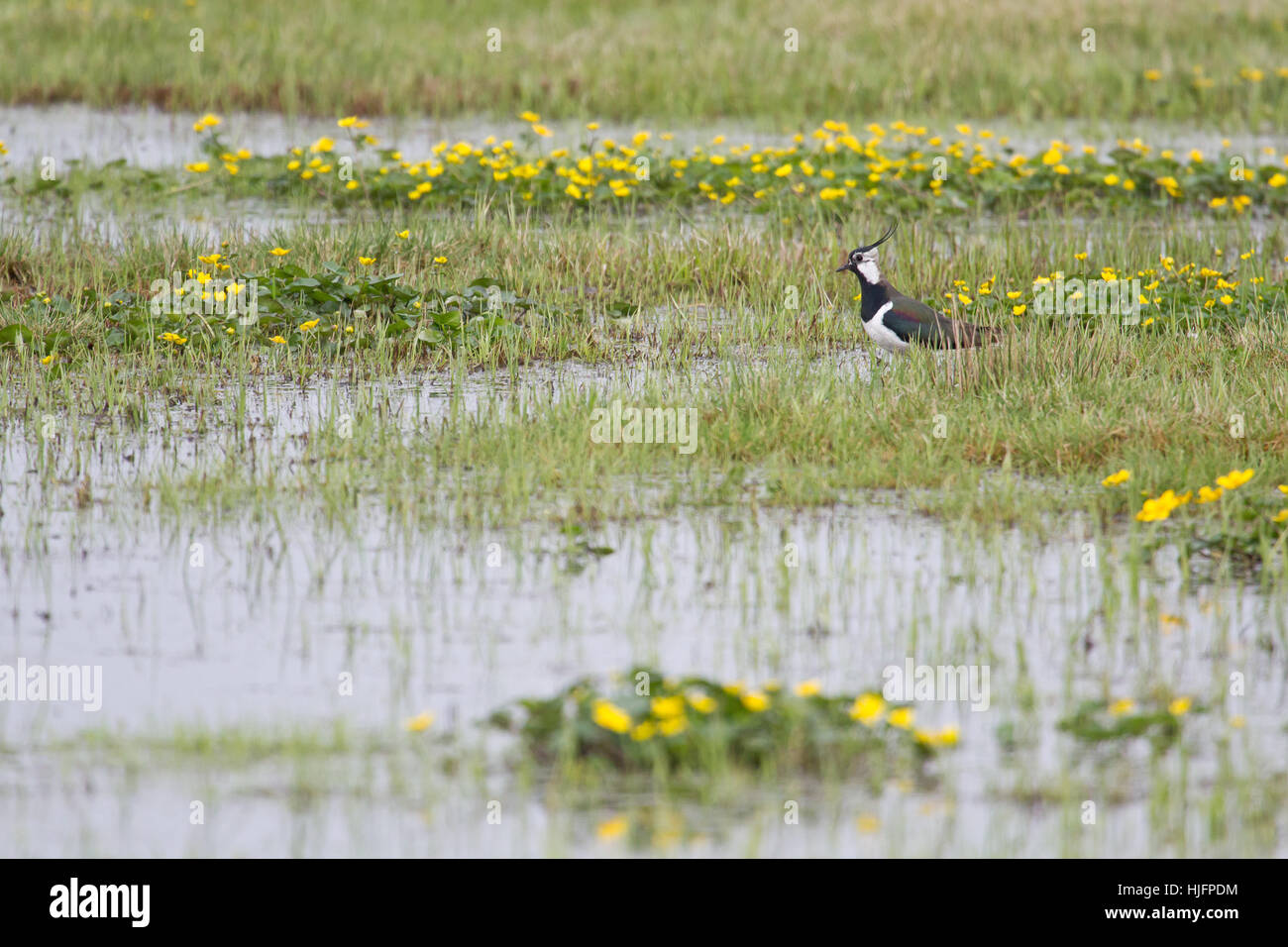 feathers, peewit, feathers, periled, aufmerksam, bird, bodenbrter Stock ...