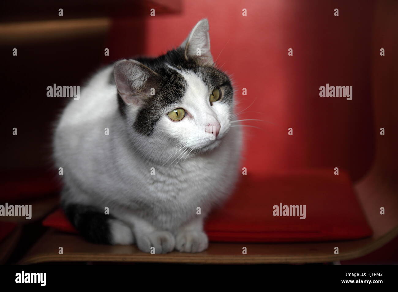 animal, pet, curious, nosey, nosy, eyes, pussycat, cat, domestic cat ...