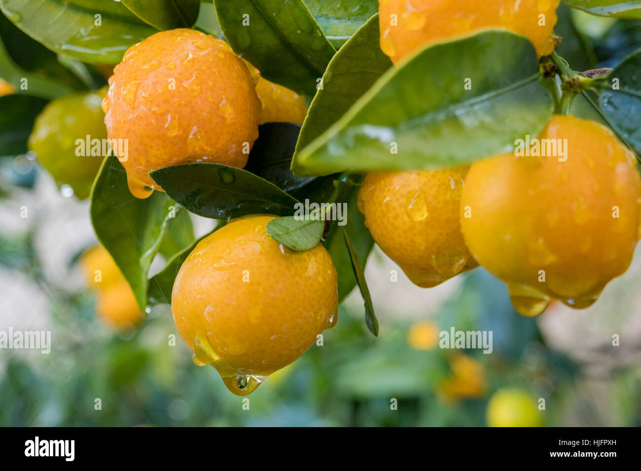 Mature, juice California orange growing on the tree with water drops ...