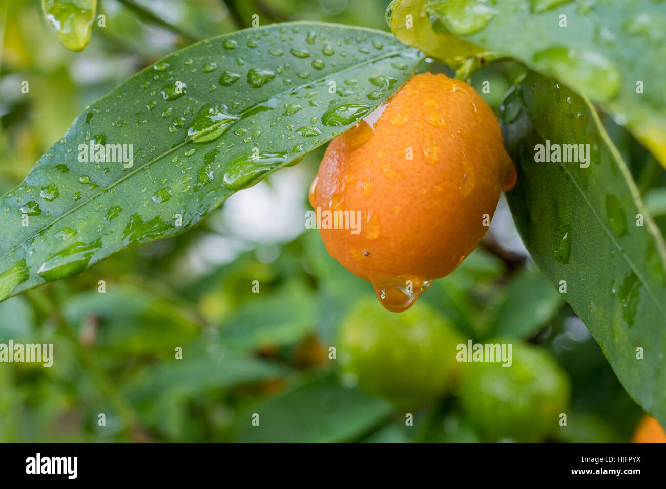 Juice of orange hi-res stock photography and images - Alamy