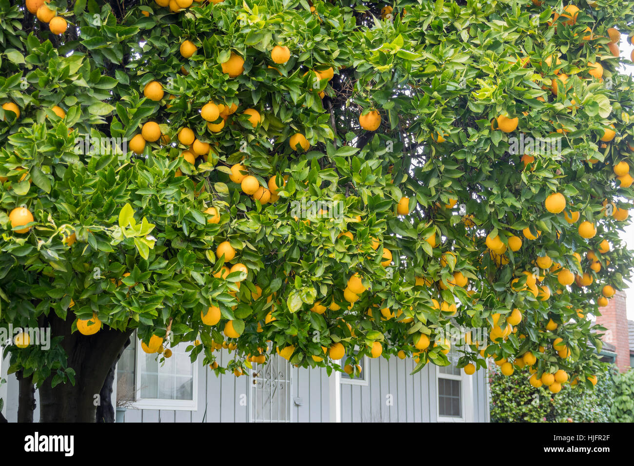 Mature, juice California orange growing on the tree in front of a house ...